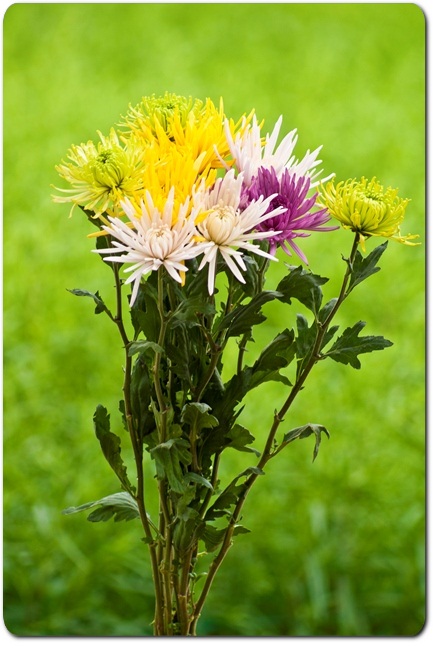 Flores y Verdes del Irazú S.A.