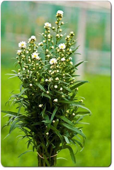 Flores y Verdes del Irazú S.A.