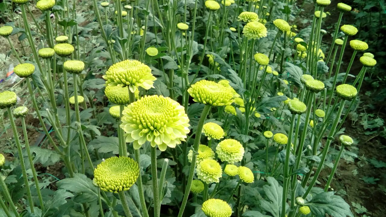 Flores y Verdes del Irazú S.A.